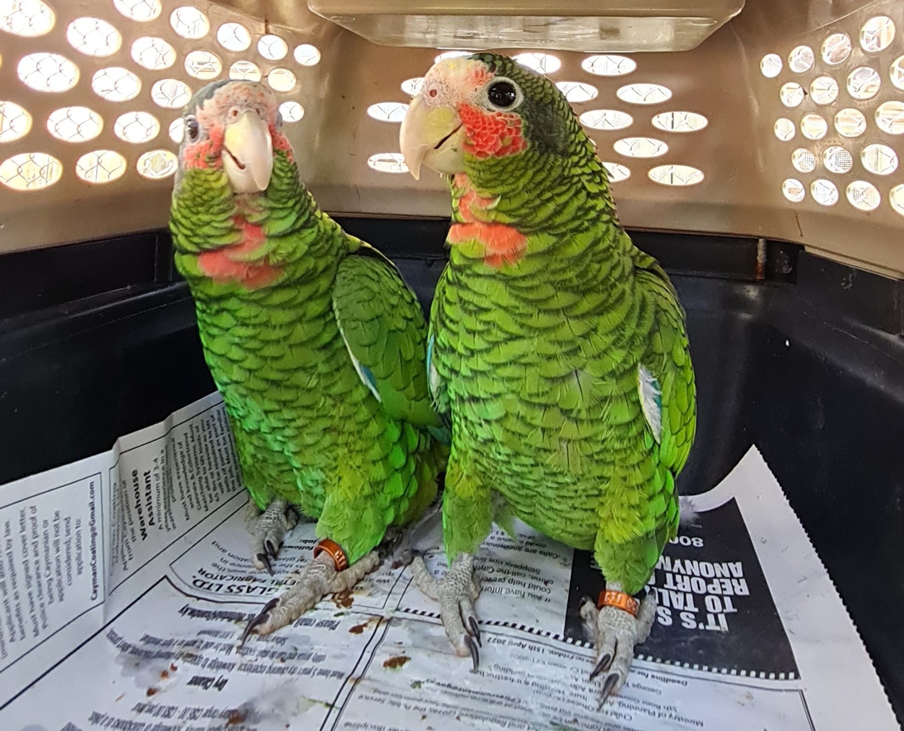 Cayman Parrots - Welcoming our newest Cayman parrot chicks