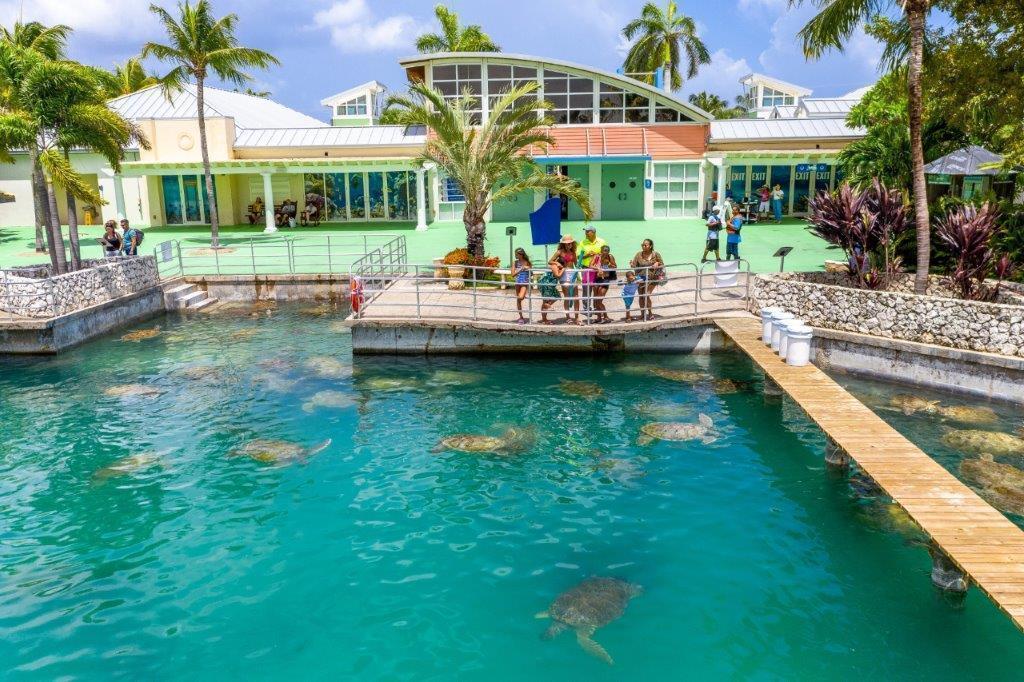 What To Know Before You Go - Cayman Turtle Centre