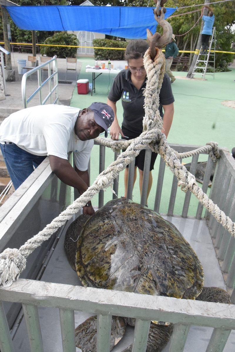Annual health survey of breeder turtles at Cayman Turtle Centre