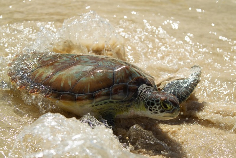 New turtle nesting numbers confirm continuing success of Cayman Turtle ...