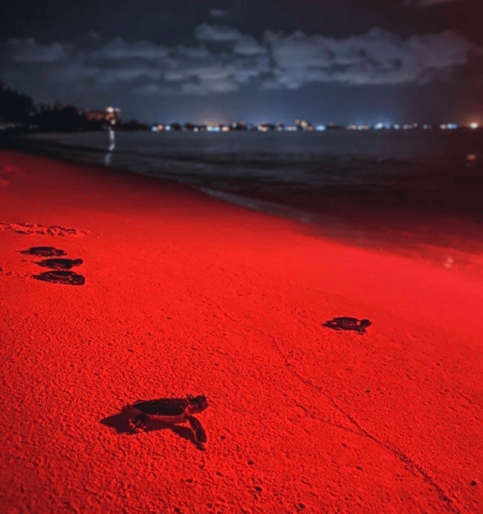 Events Calendar of Cayman Turtle Centre - Plan Your Events