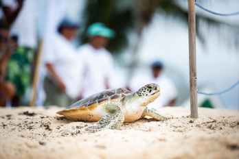 Cayman Turtle Centre - Explore the Best Grand Cayman Excursions